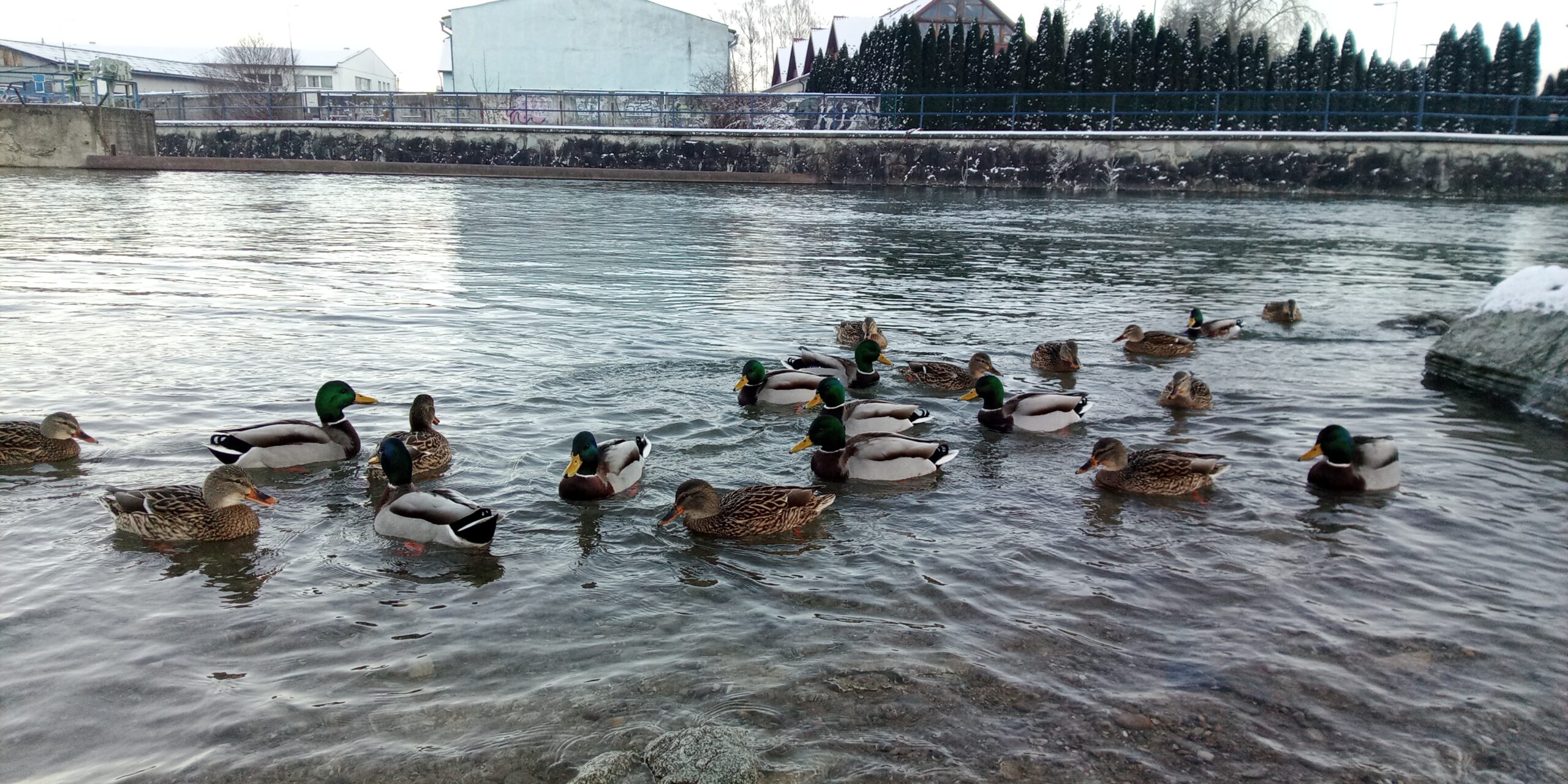 Zimné sčítanie vodného vtáctva 2024 – NAPANT