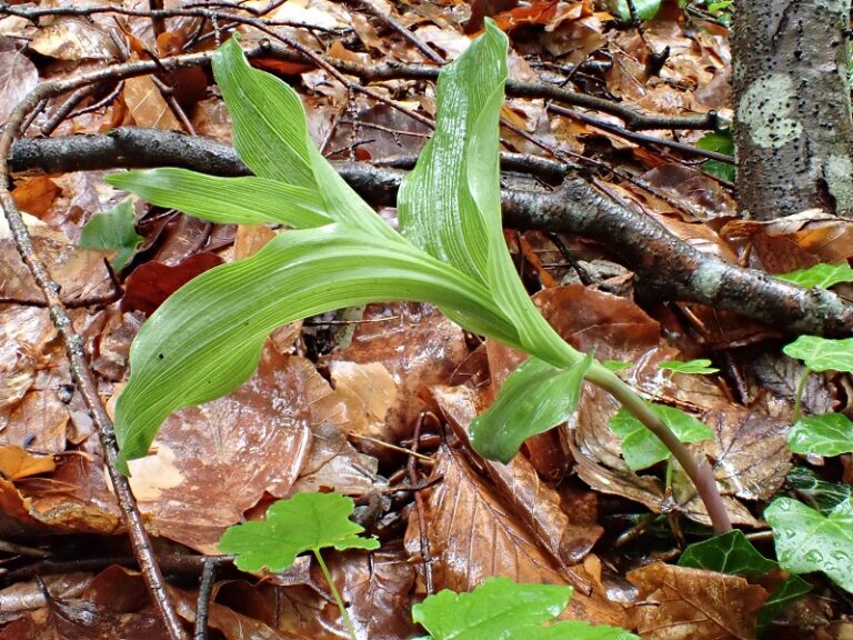 NAPANT – Oficiálny web Správy NAPANT
