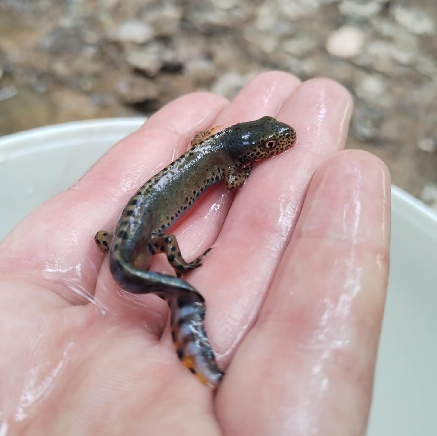 Monitoring obojživelníkov – NAPANT