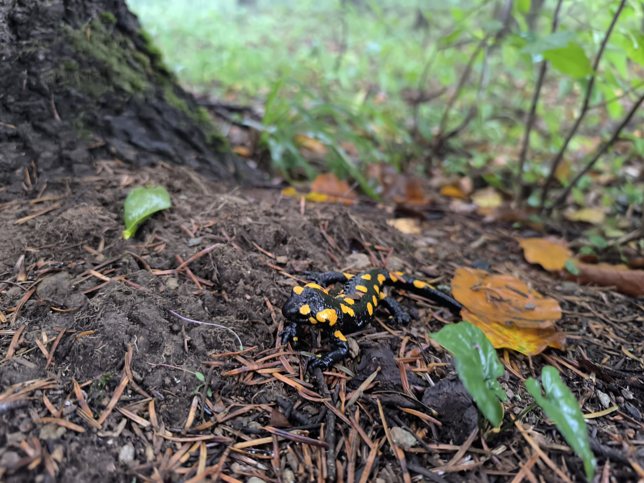 Salamandra škvrnitá – NAPANT